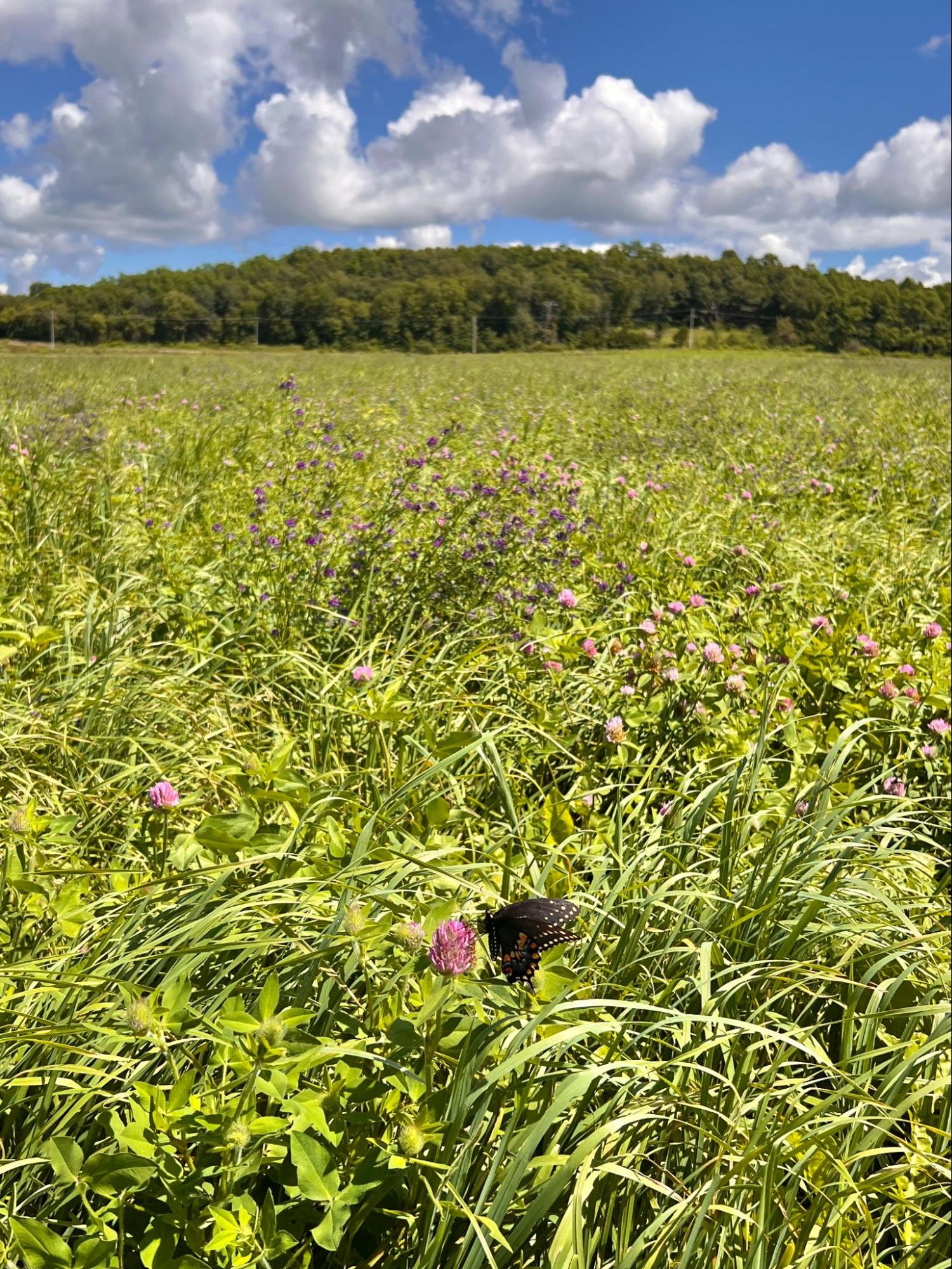 Pastures as Potential Pollinator Habitat - Grassland 2.0