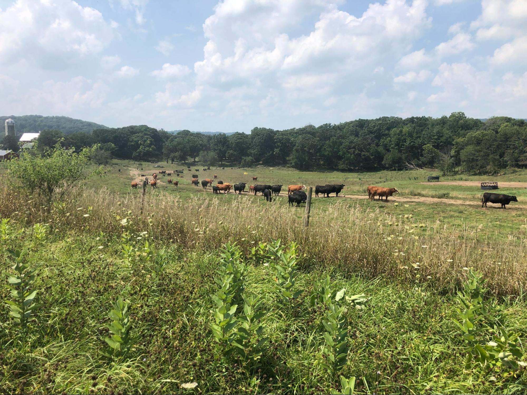 Pastures as Potential Pollinator Habitat – Grassland 2.0