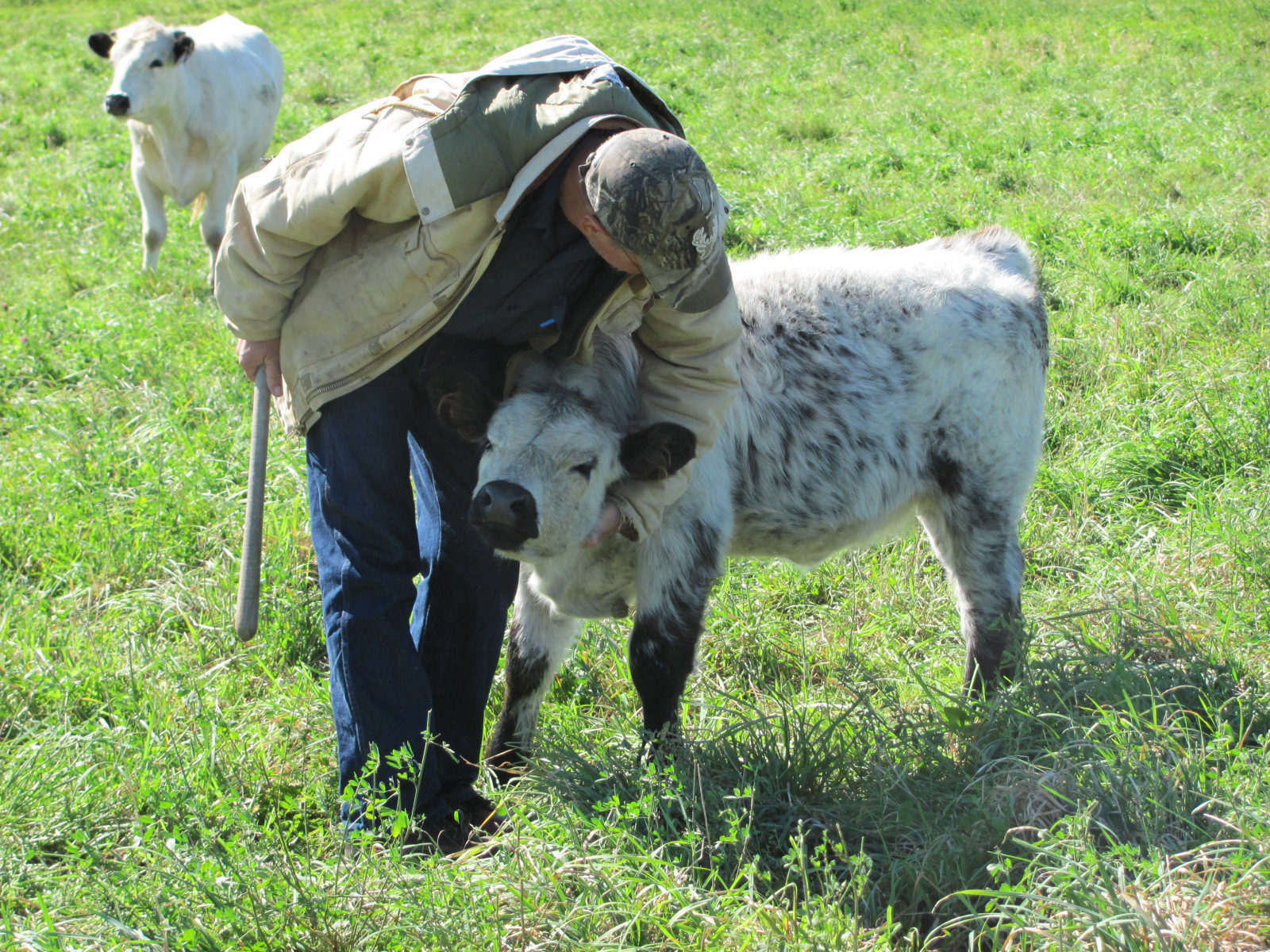 Just Transitions to Managed Livestock Grazing – Grassland 2.0